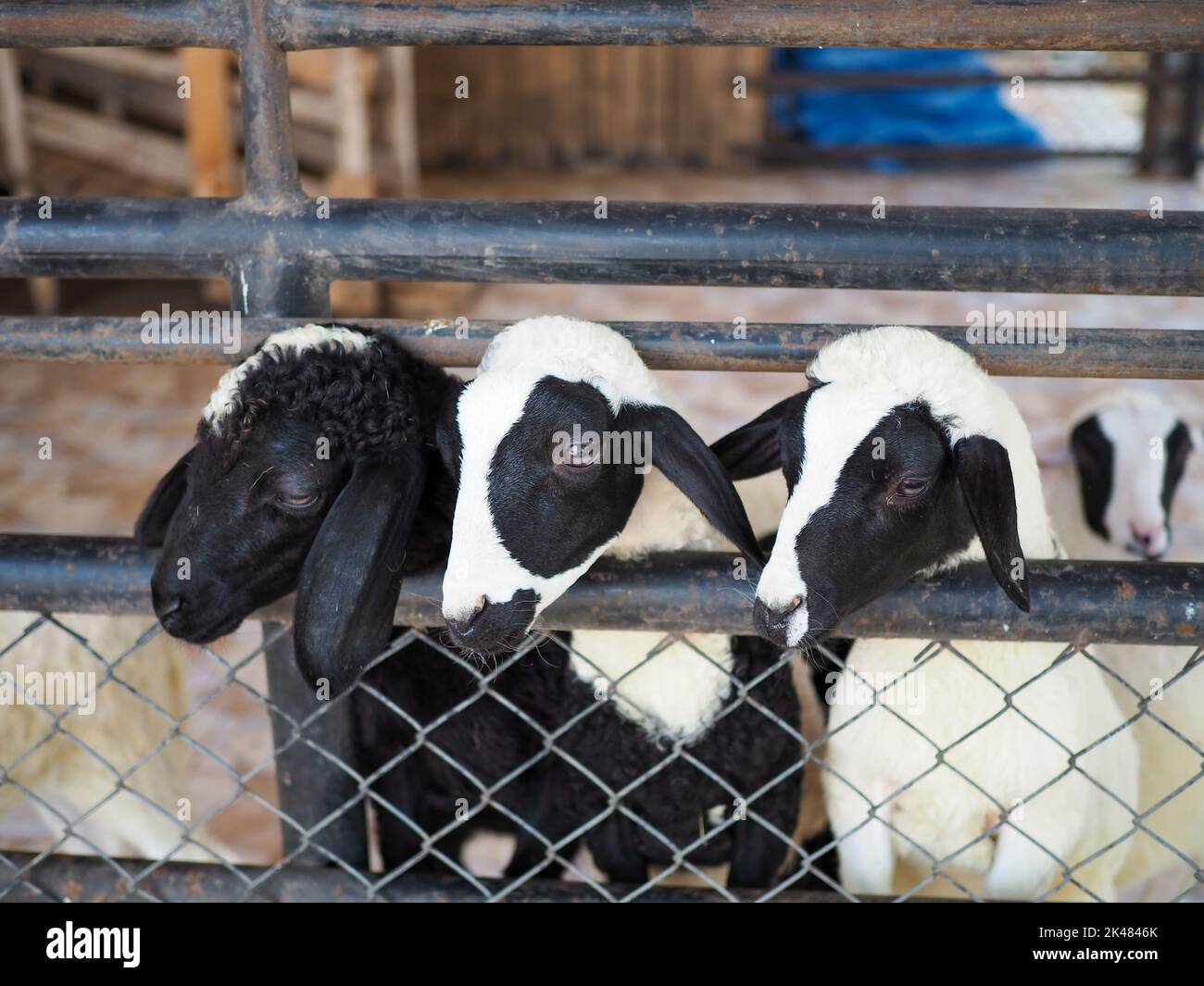 Three sheep are waiting for food in their cages Stock Photo - Alamy