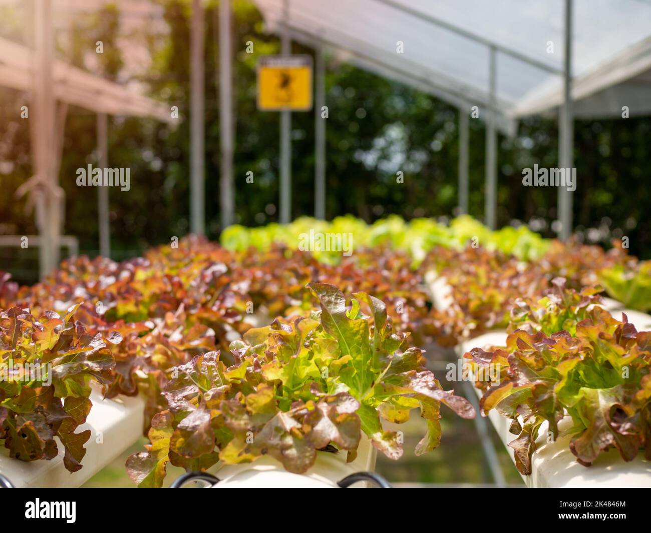 Vegetable plots hi-res stock photography and images - Alamy