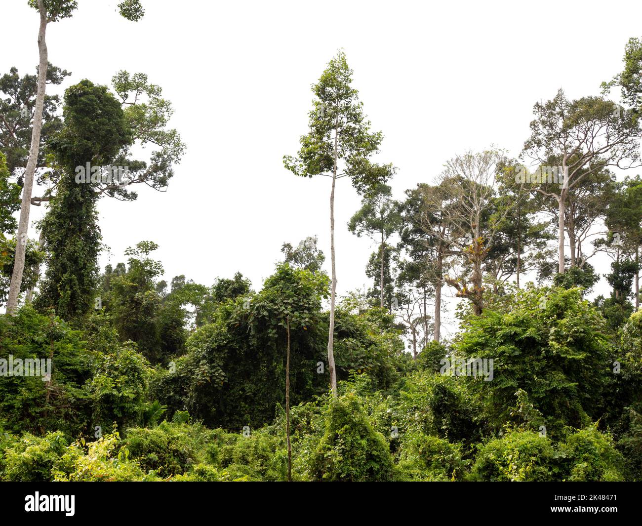 Isolated jungle tree line hi-res stock photography and images - Alamy