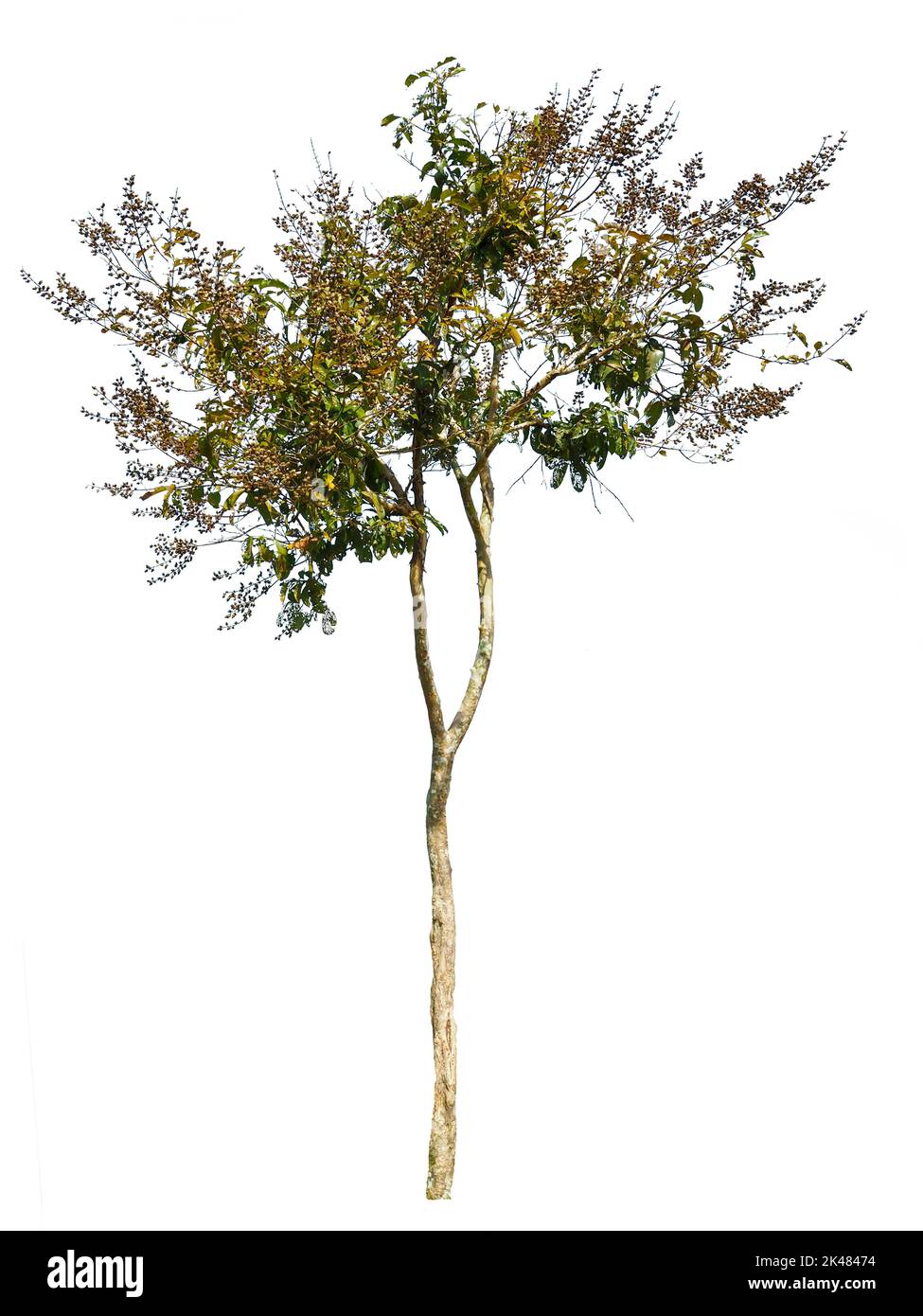 Rainy forest Cut Out Stock Images & Pictures - Alamy