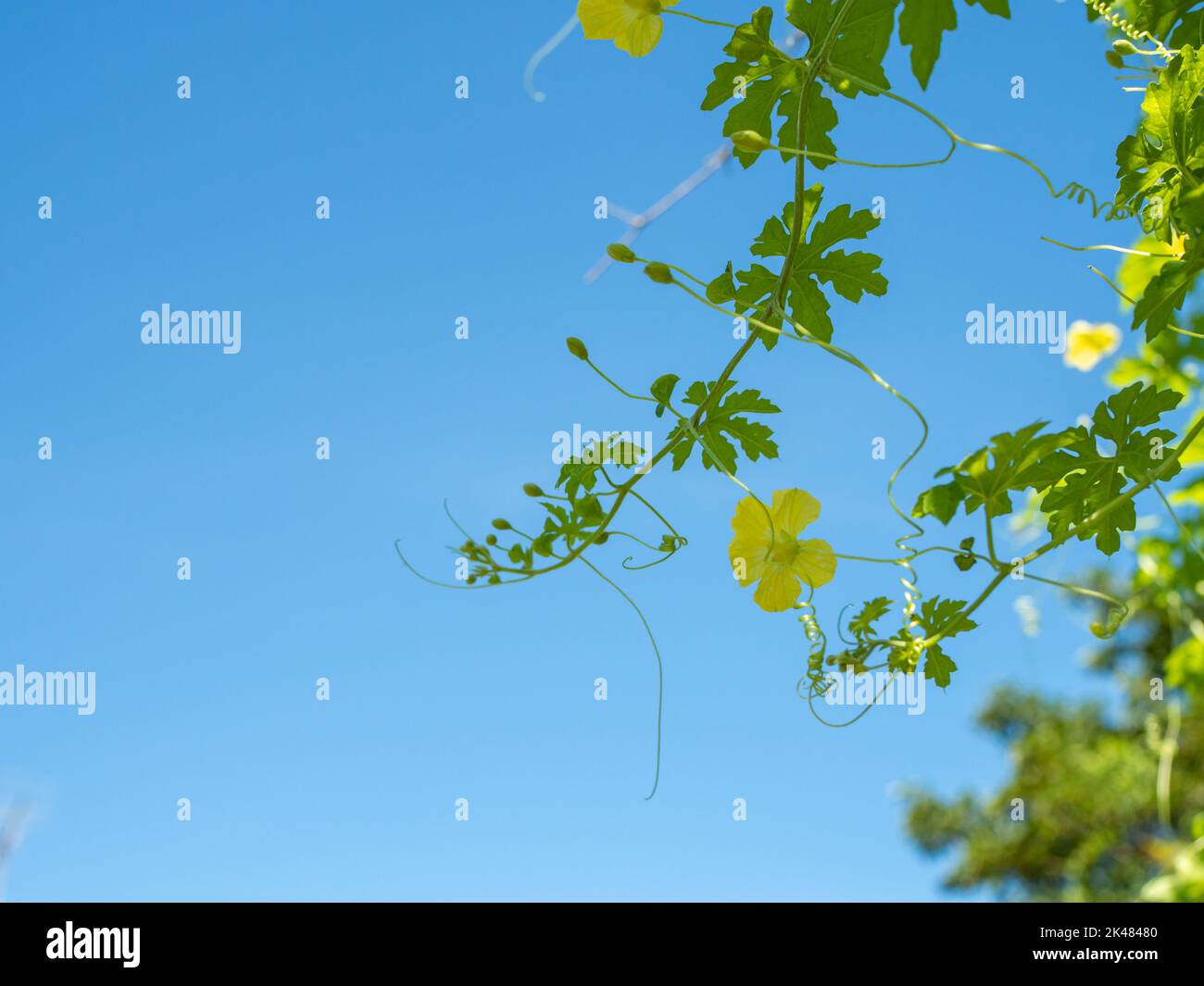 The shoots and flowers of the pumpkin tree On the background is a ...