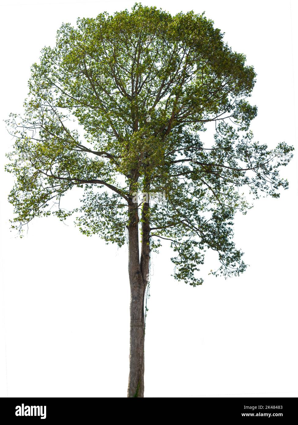 Tall green tree bright Cut Out Stock Images & Pictures - Alamy