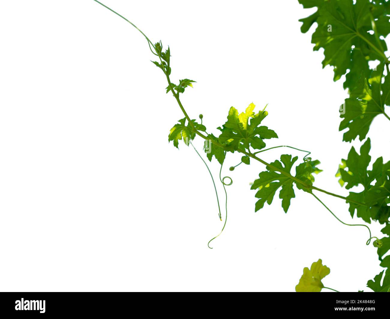 The shoots and flowers of the pumpkin tree isolate On the white ...