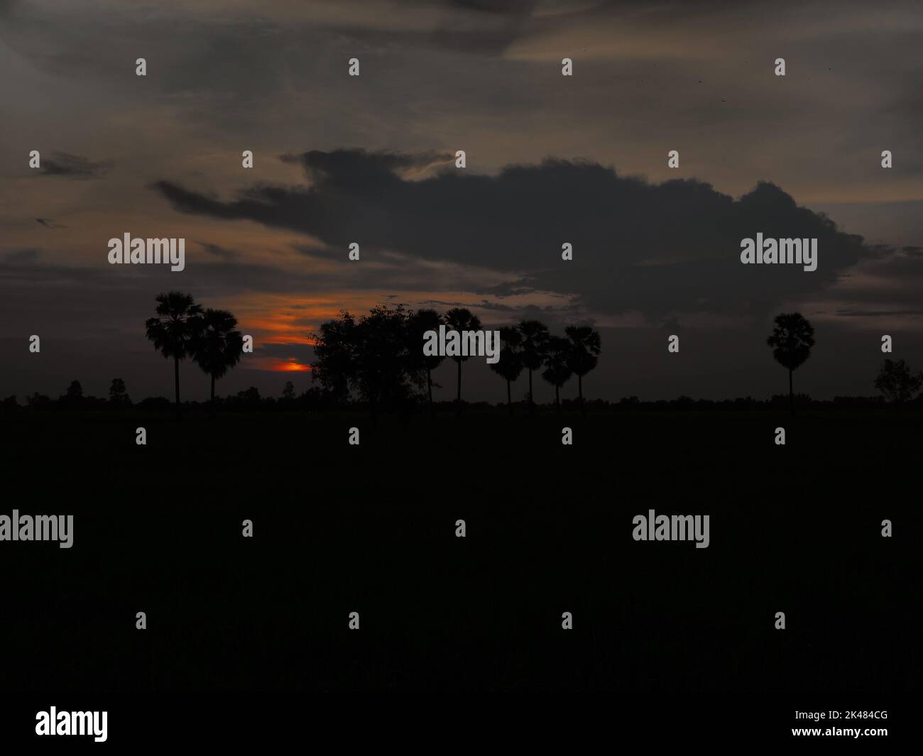 A rice field view during sunset in Thailand Stock Photo - Alamy