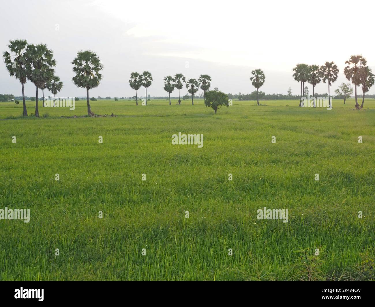 A rice field view during sunset in Thailand Stock Photo - Alamy