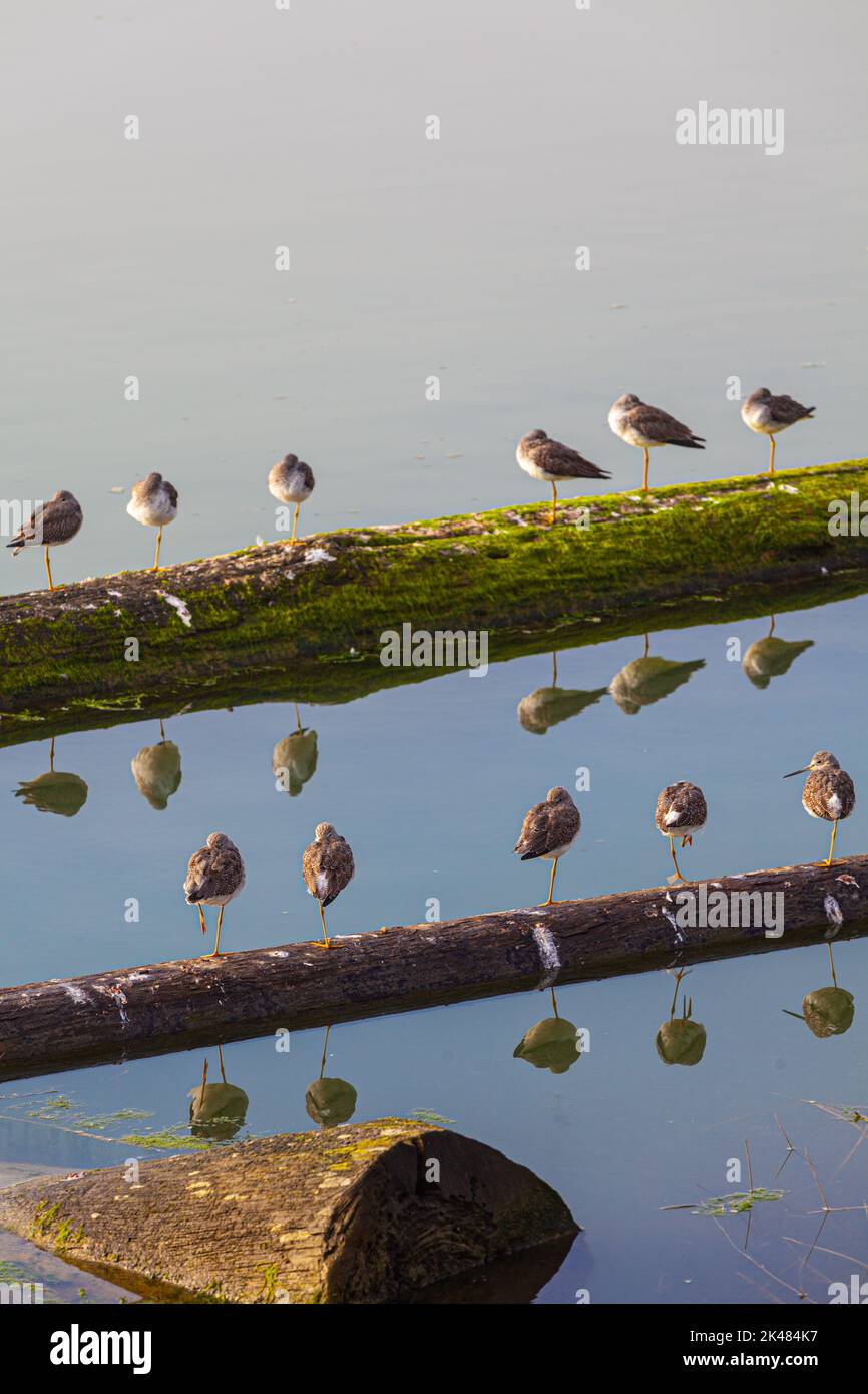 Wood logs floating on water hi-res stock photography and images - Alamy