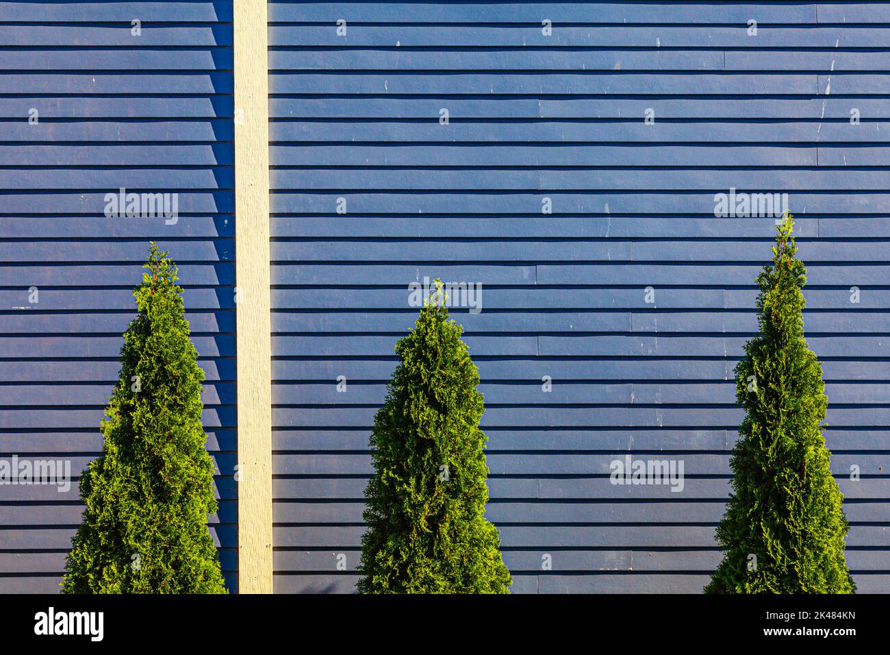Green conifer trees planted agjacent to an exterior wall with blue ...