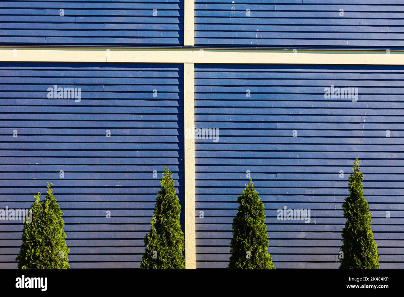 Green conifer trees planted agjacent to an exterior wall with blue ...