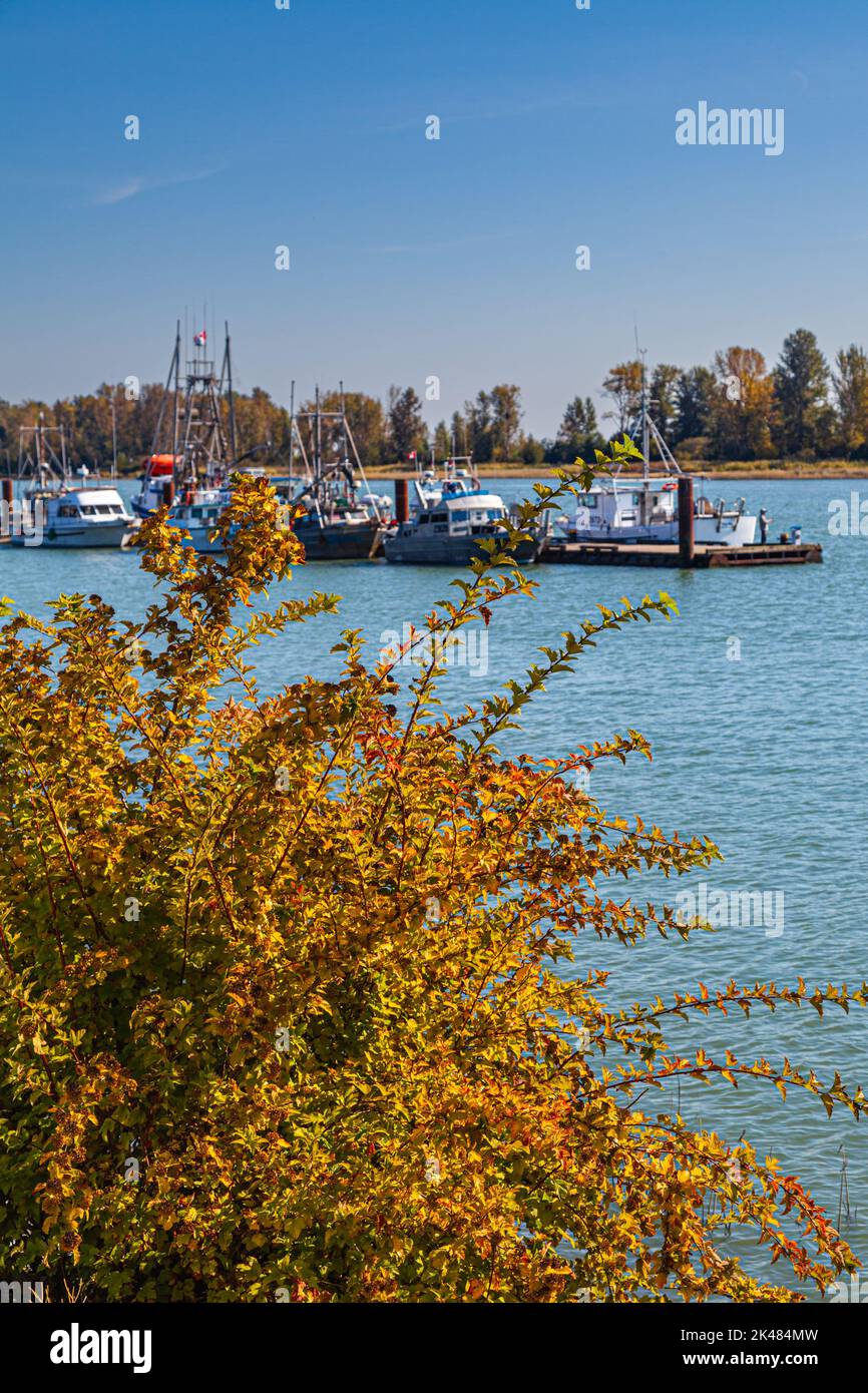 Changing colours of a shoreline bush in autumn along the Steveston ...