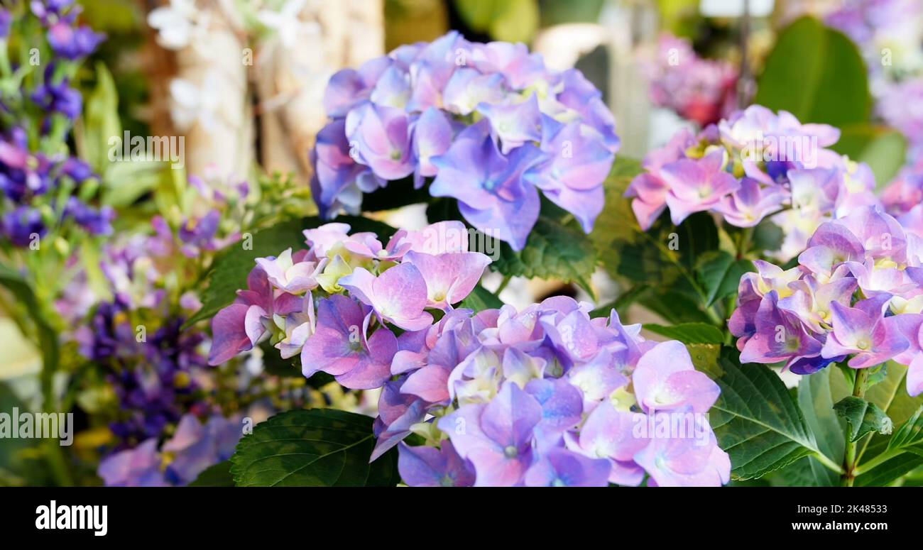 Image of close up of violet hydragea flowers and leaves. Flowers ...