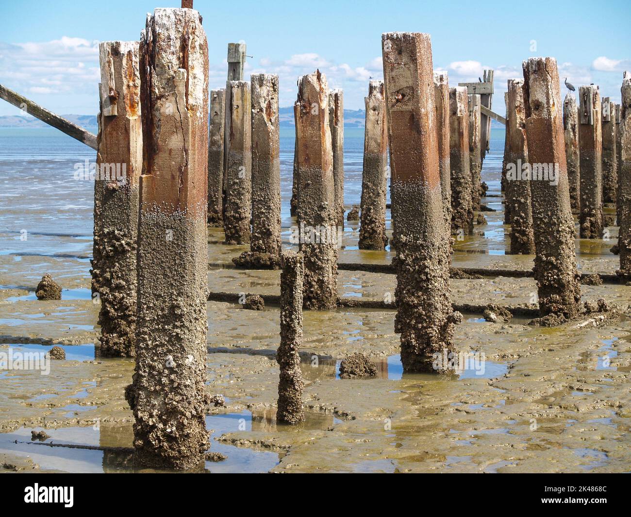 Old jetty posts in shallow muddy harbour Stock Photo - Alamy