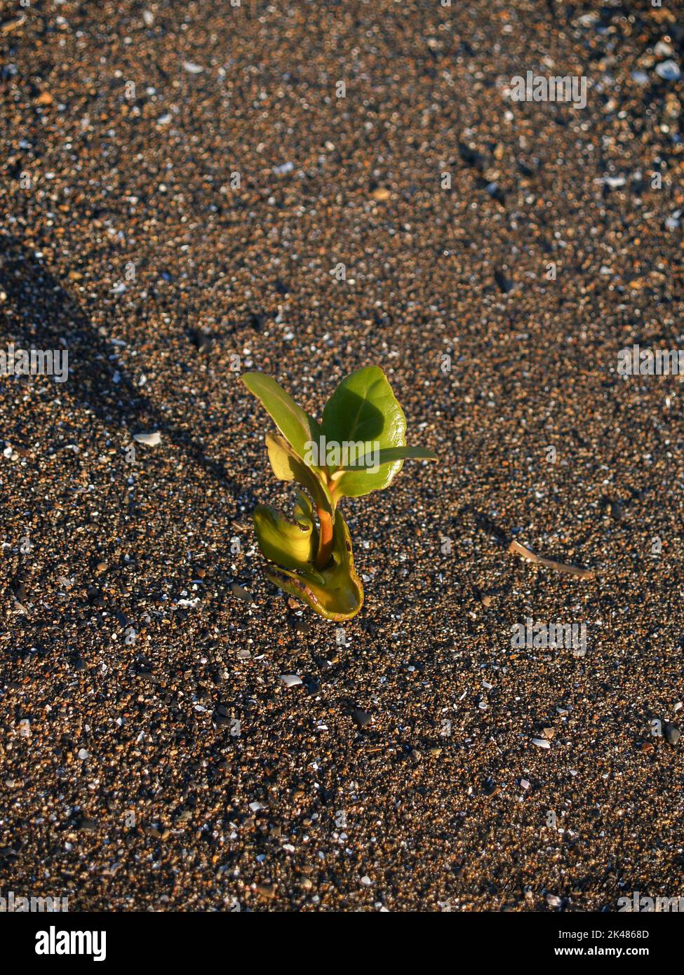 Mangrove seedling in mudflat in Coromandel Stock Photo - Alamy