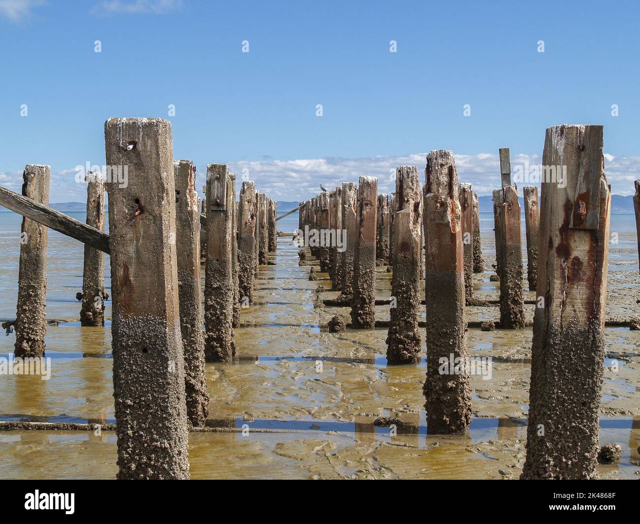 Between old jetty posts in shallow muddy harbour Stock Photo - Alamy