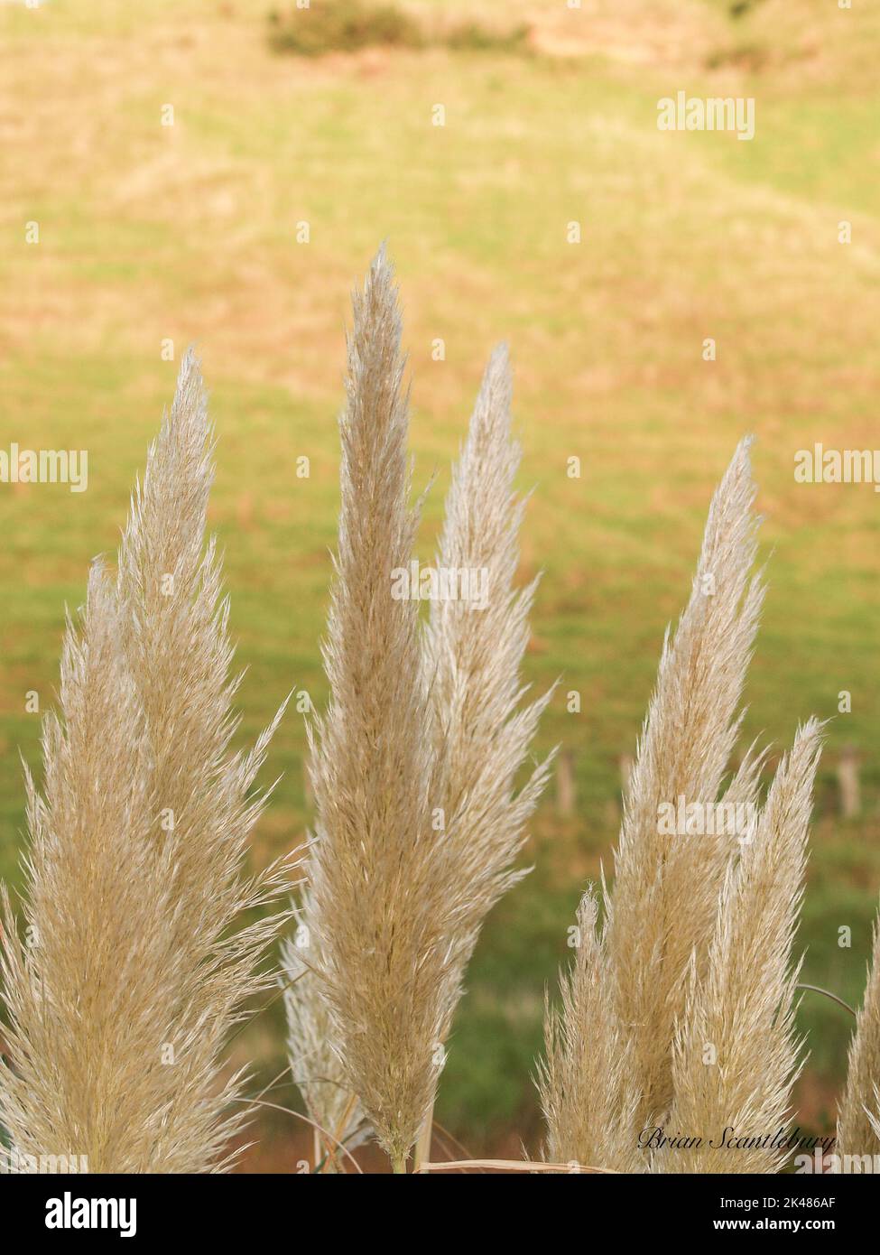 Pampas seed-head close up against rural background Stock Photo - Alamy