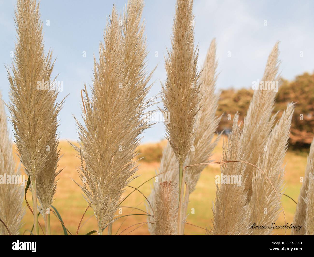 Pampas seed-head close up against rural background Stock Photo - Alamy