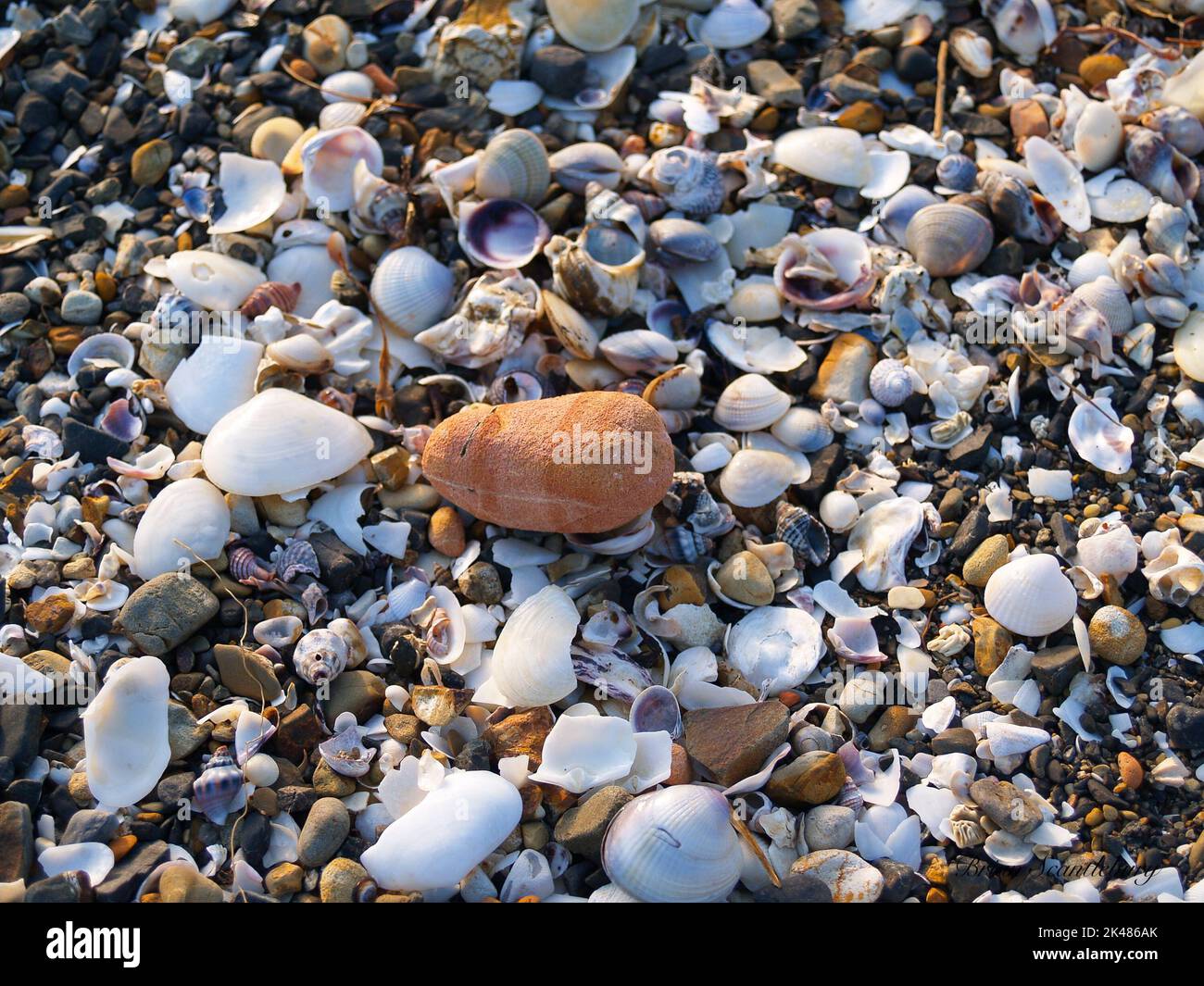 Red stone amongst white seashells on mudflat in Coromandel Stock Photo ...