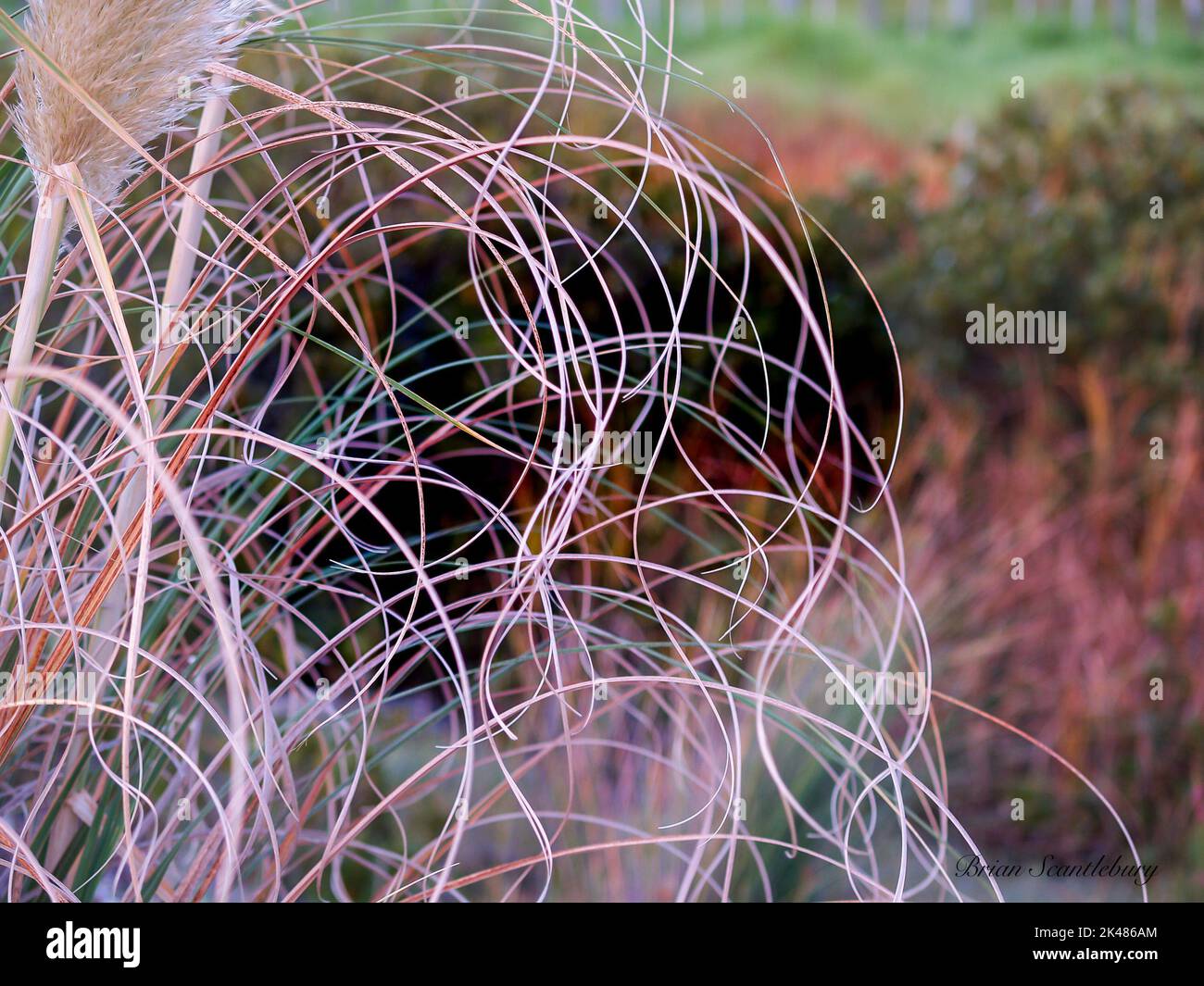 Colourful tangled strands of pampas grass foliage Stock Photo - Alamy