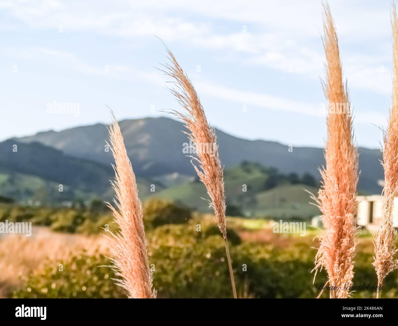 Pampas seed-head close up against rural background Stock Photo - Alamy