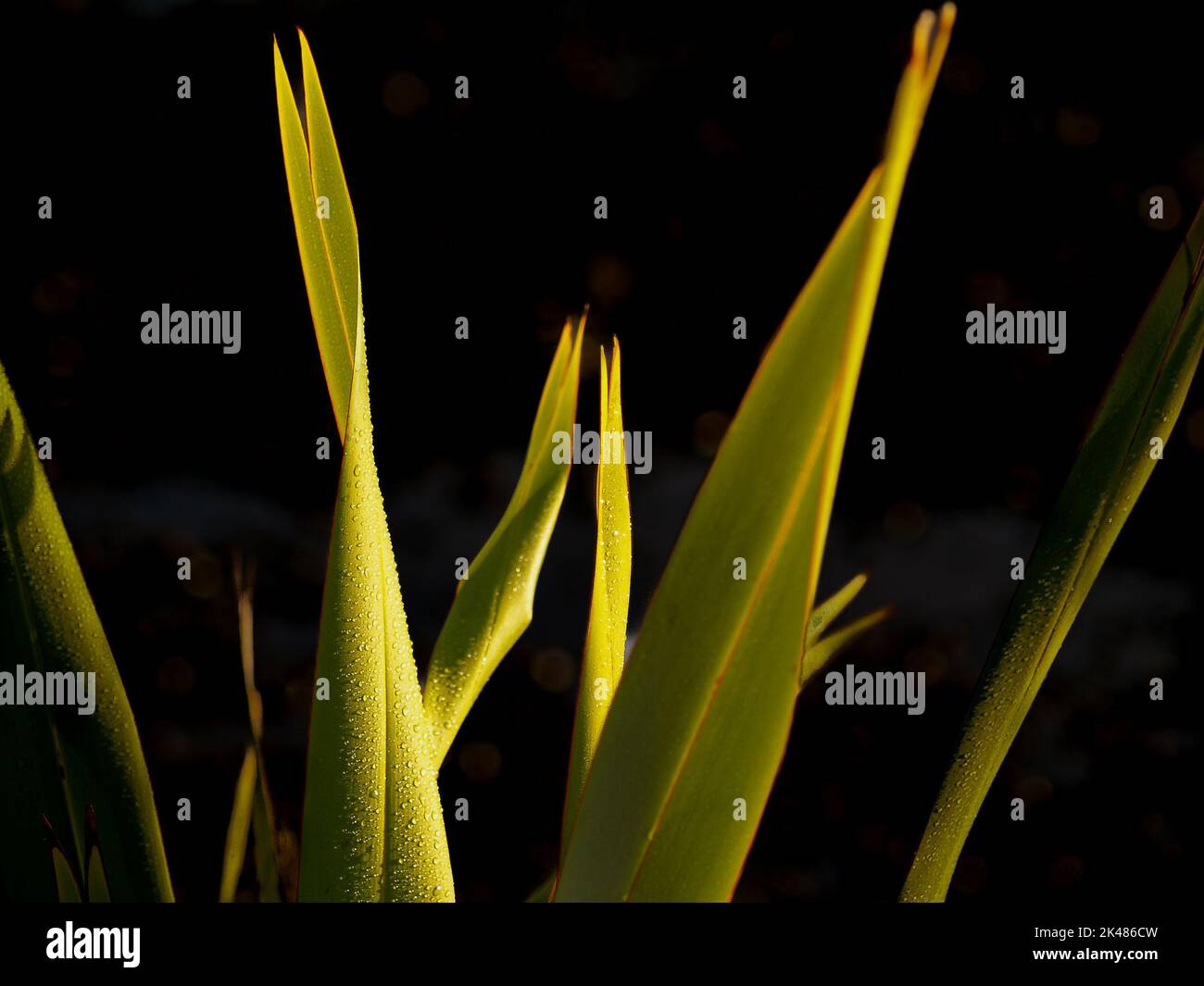 Flax in nature's forms green against black background Stock Photo - Alamy