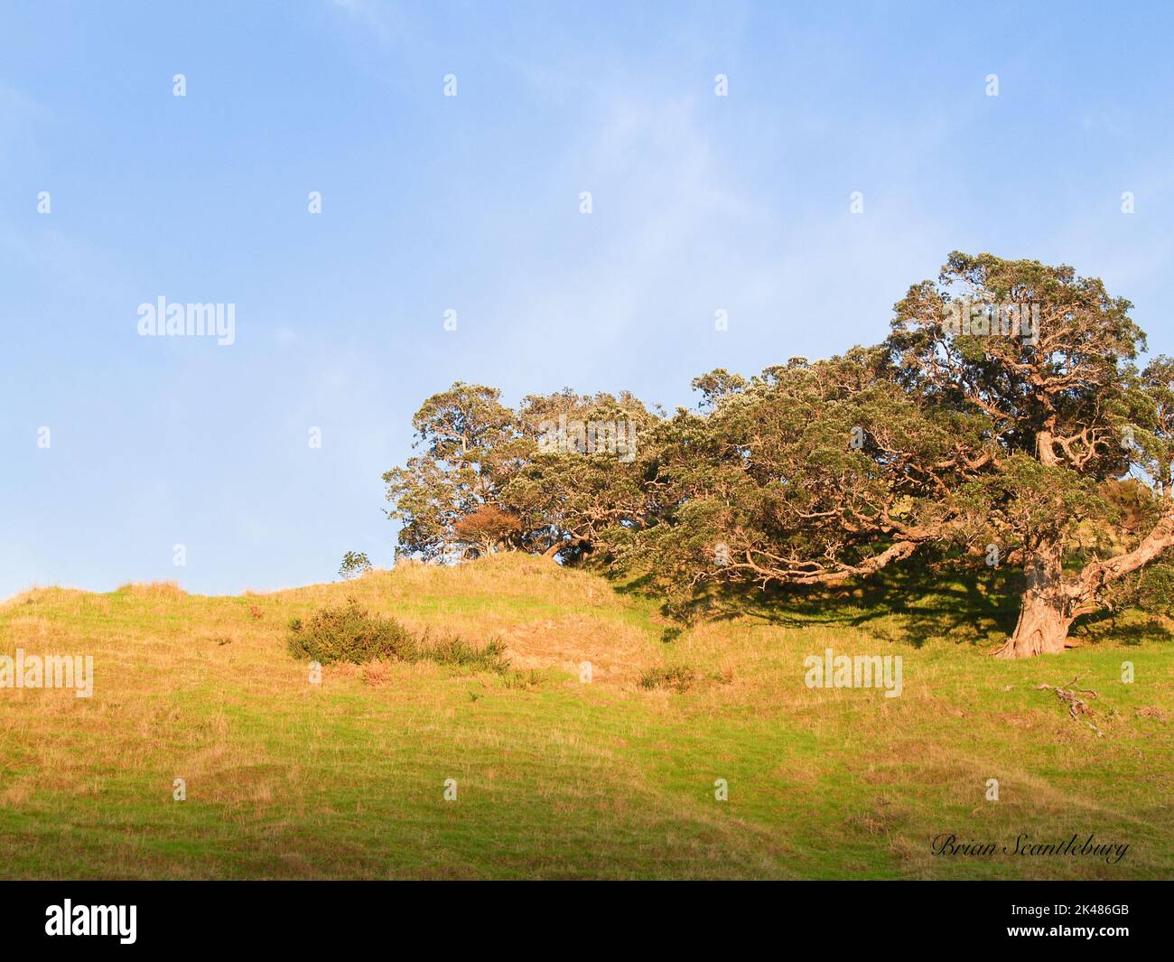 Big tree colville hi-res stock photography and images - Alamy