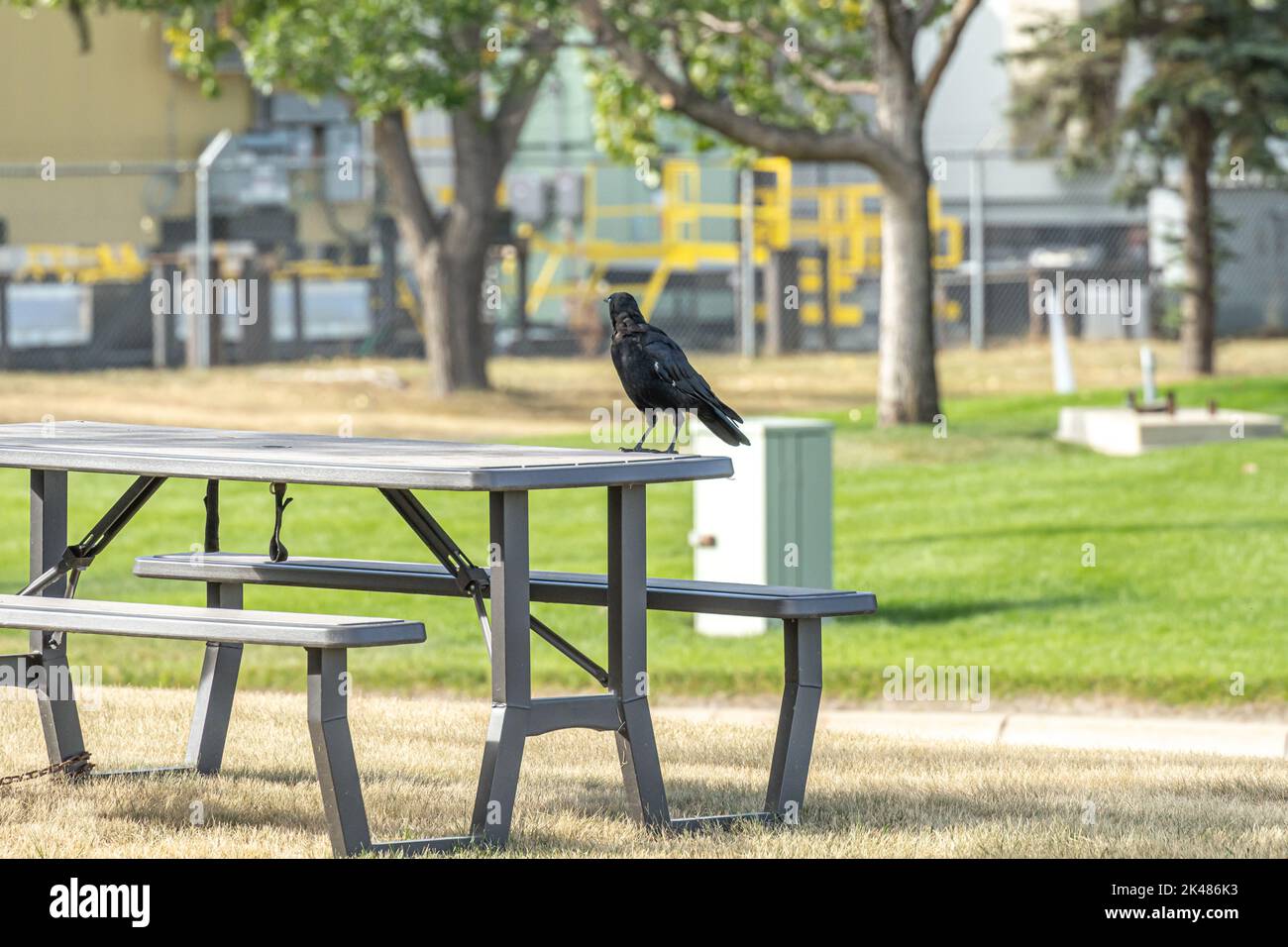 Crow park bench hi-res stock photography and images - Alamy