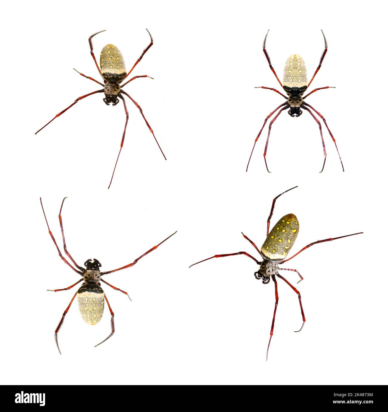 Batik golden web spider hi-res stock photography and images - Alamy