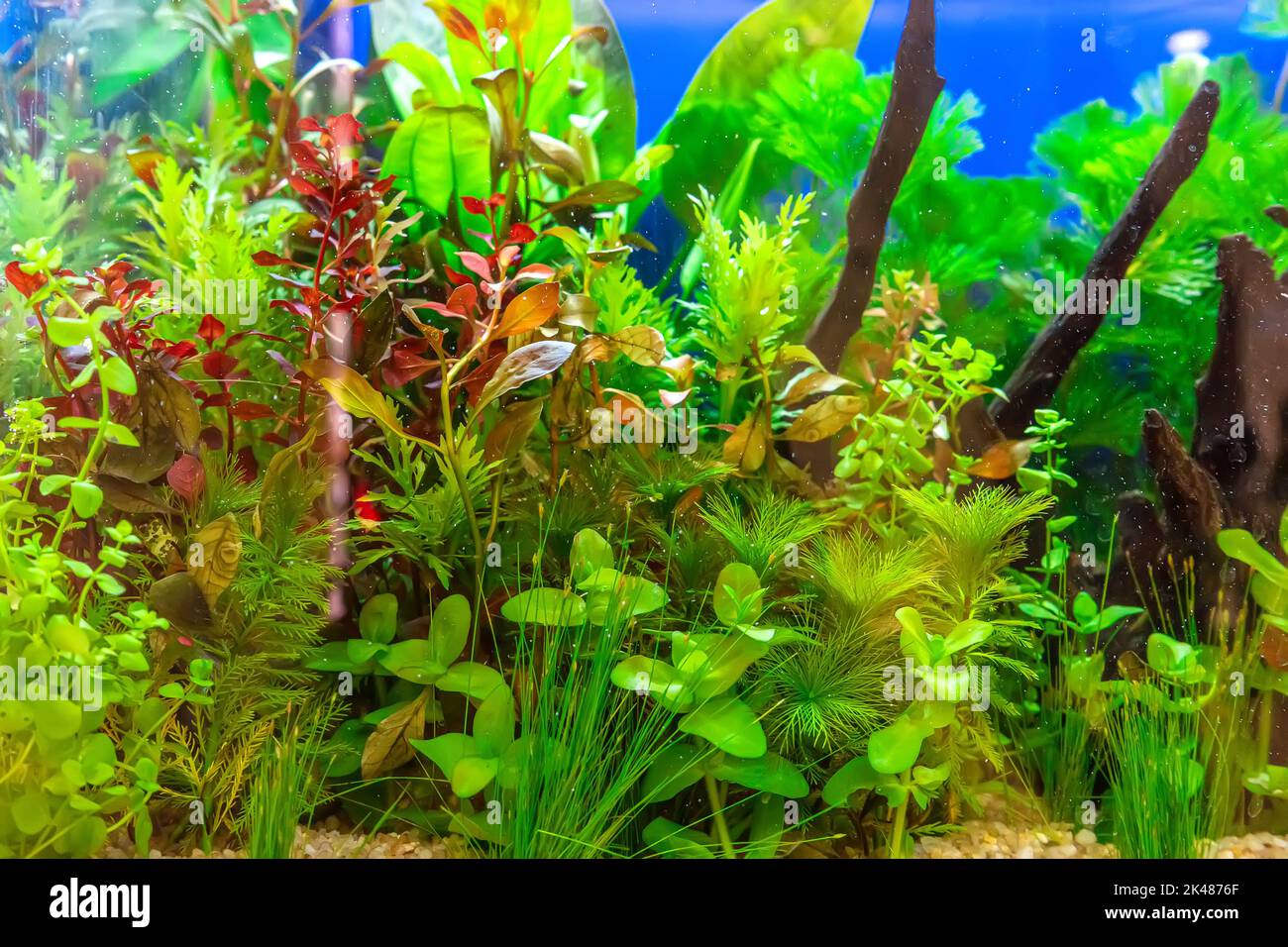 Underwater landscape nature forest style aquarium tank with a variety ...