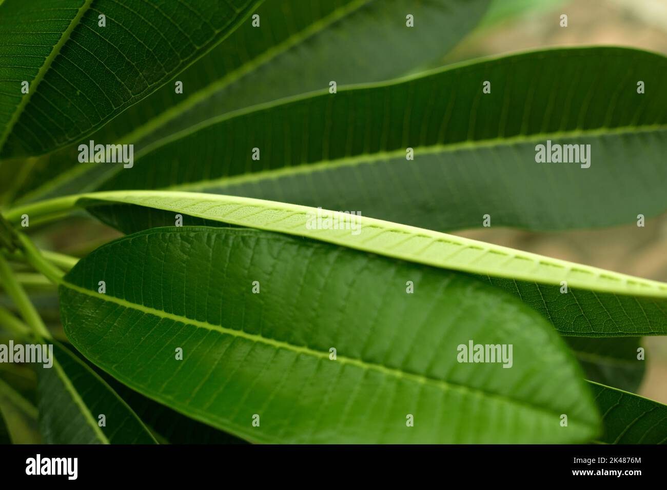 Tropical green leaves fresh blur background Stock Photo - Alamy