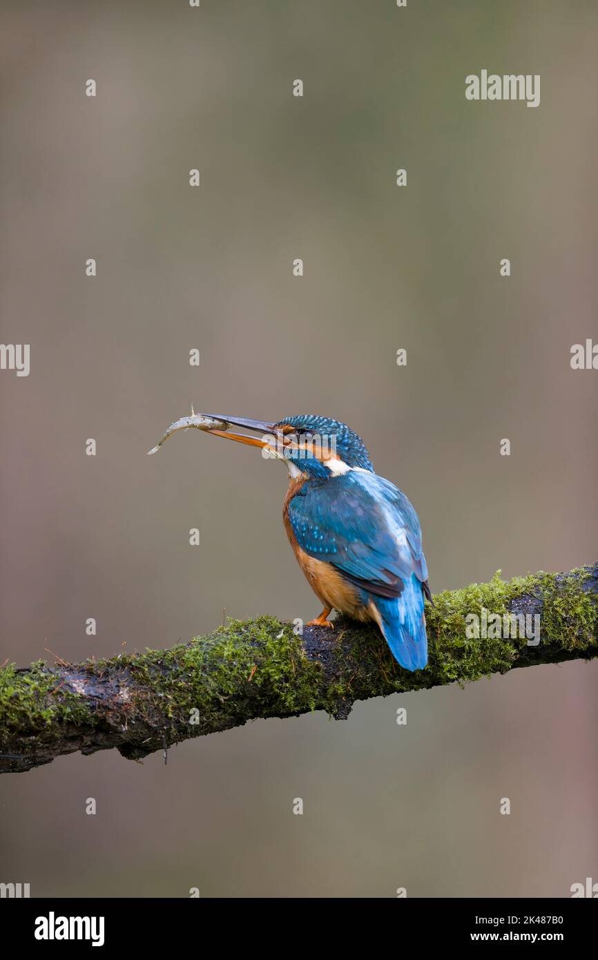 Female eng hi-res stock photography and images - Alamy