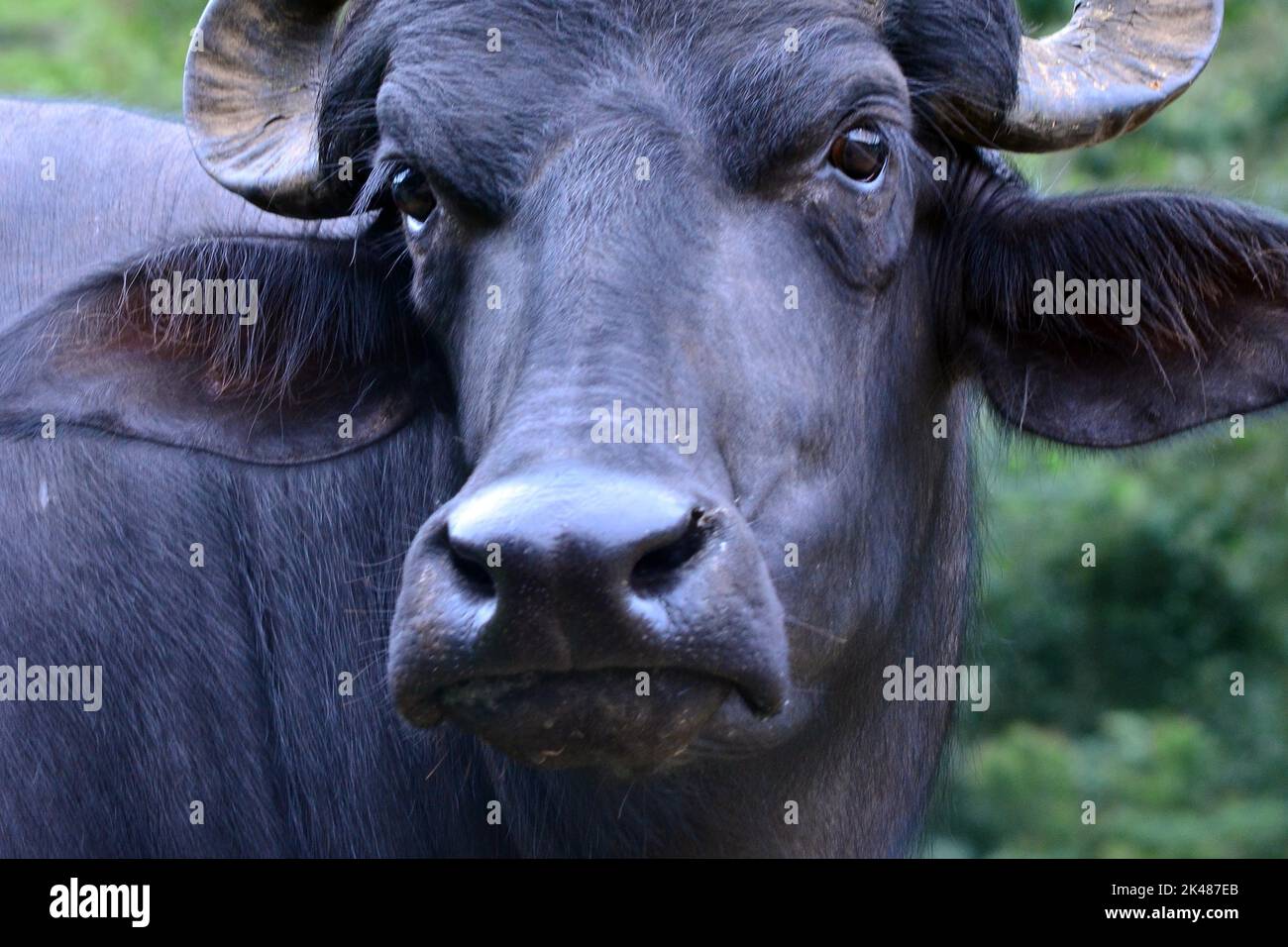Buffalo is main animal of village life Stock Photo - Alamy