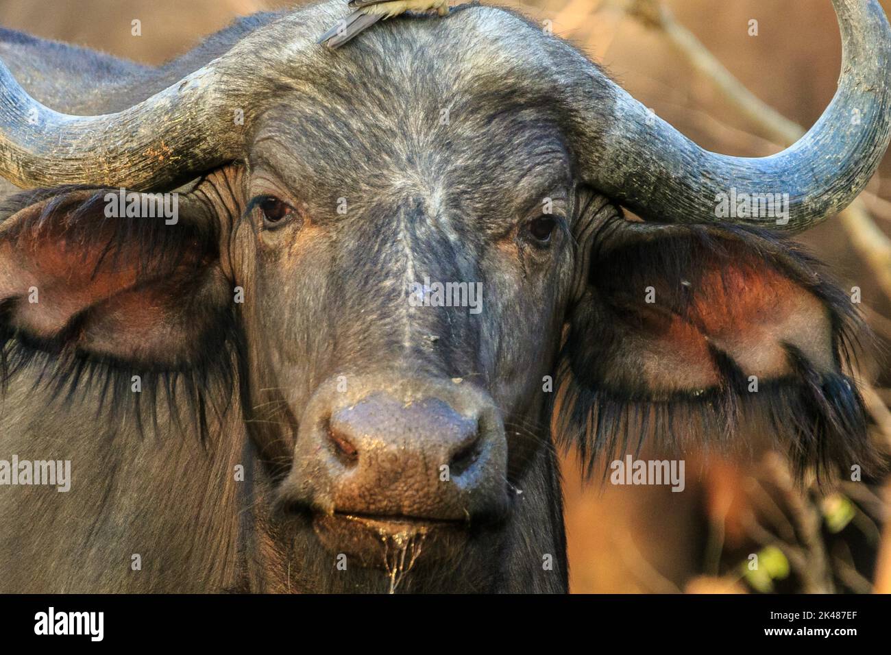 Buffalo is main animal of village life Stock Photo - Alamy