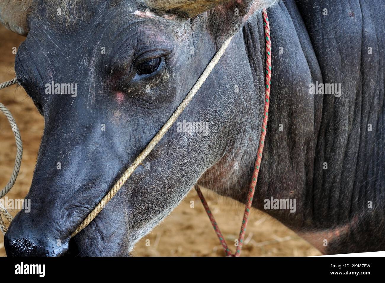 Buffalo is main animal of village life Stock Photo - Alamy