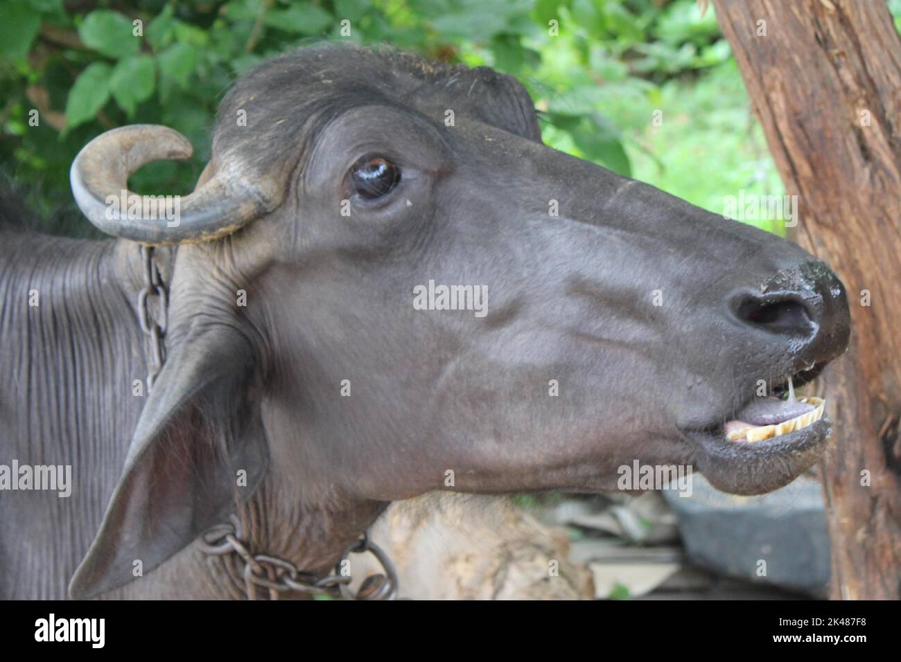 Buffalo is main animal of village life Stock Photo - Alamy