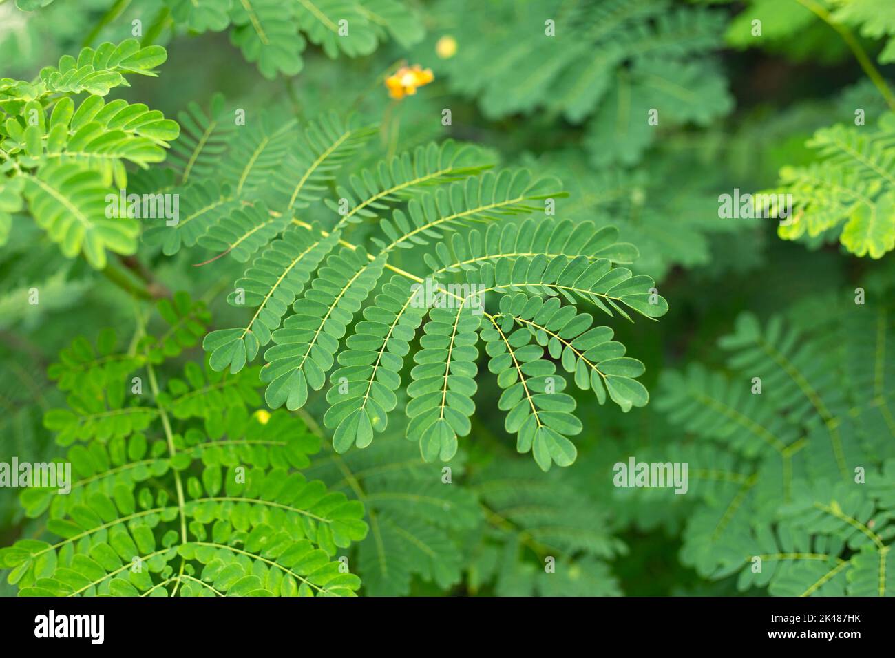Tropical green leaves fresh blur background Stock Photo - Alamy