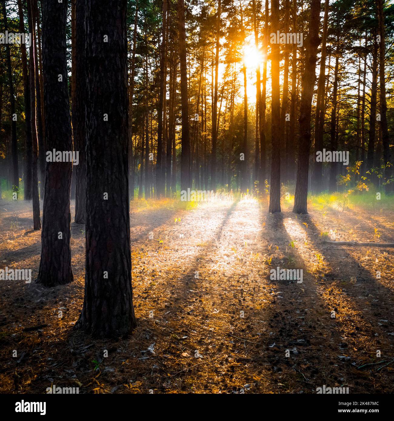 The morning sun breaks through the trees of the coniferous forest Stock ...