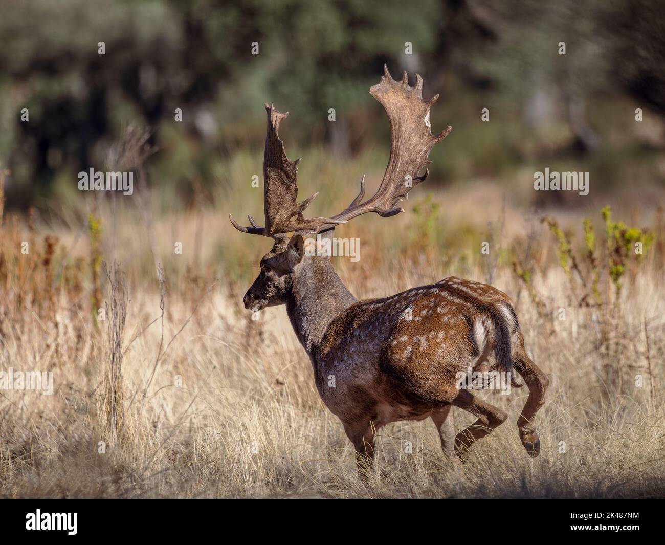 Fallow deer animal in bush hi-res stock photography and images - Alamy