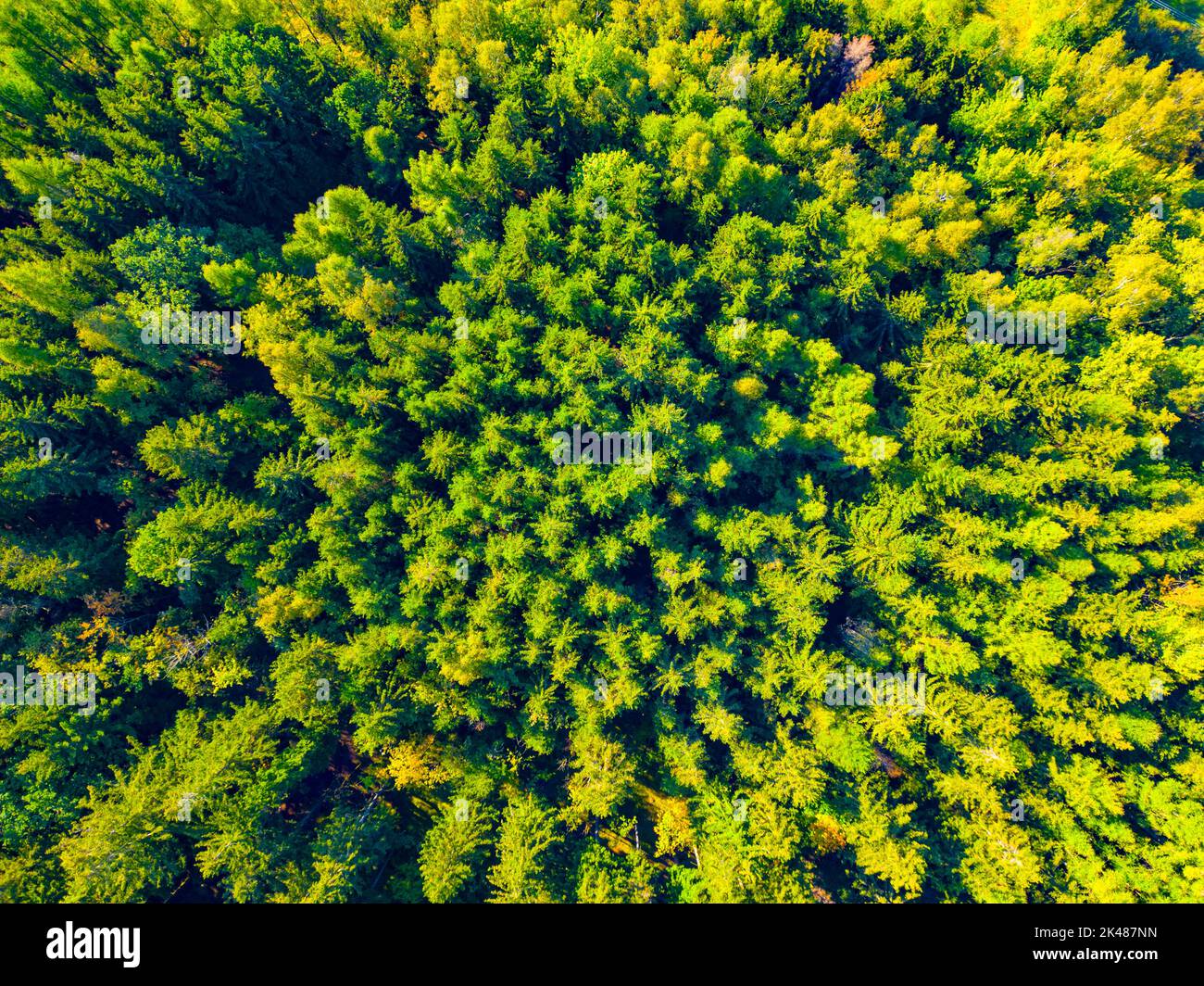 Aerial flying above lush tree hi-res stock photography and images - Alamy