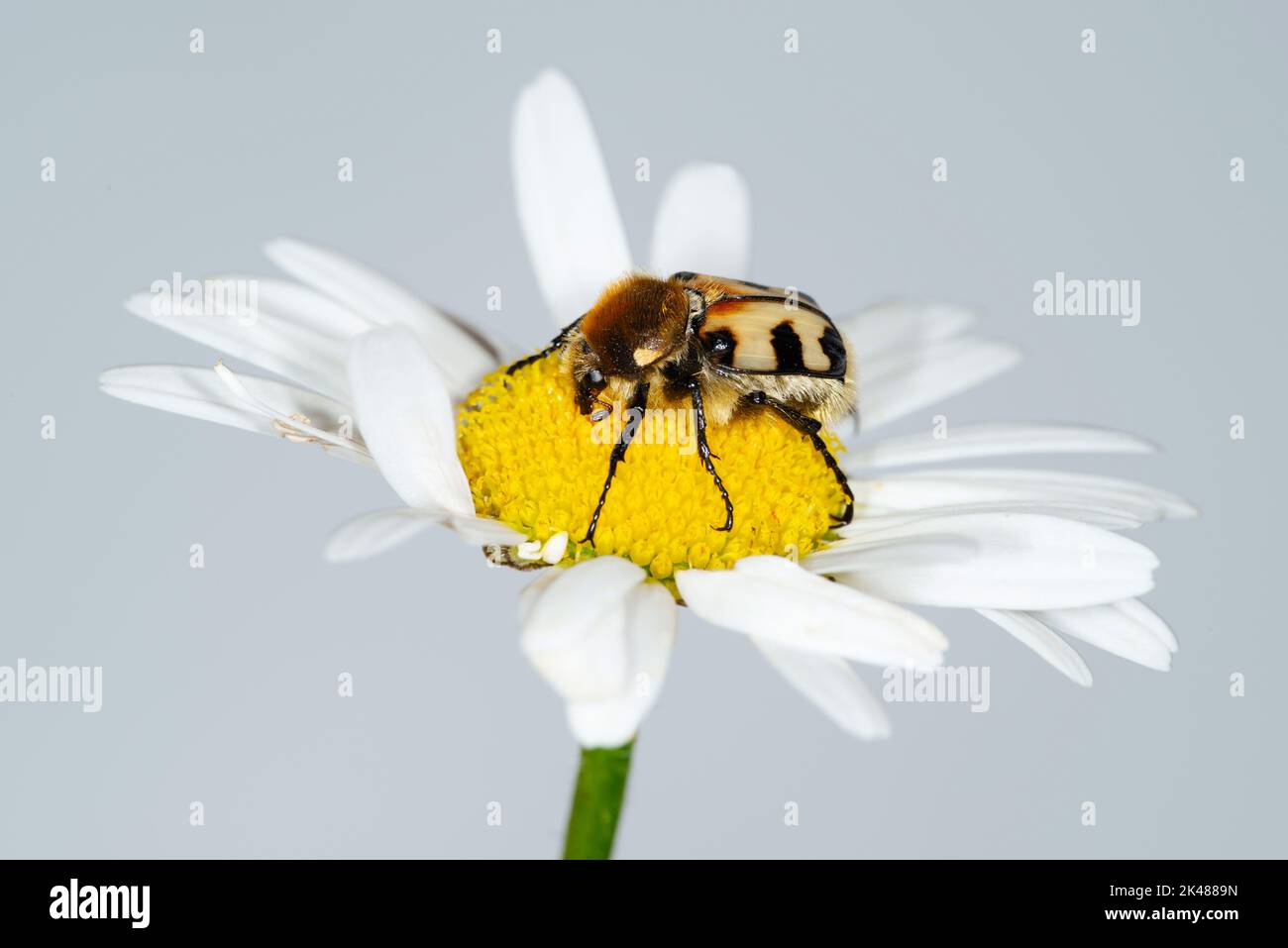 Fluffy black-spotted Bee beetle (Trichius fasciatus) on a flower ...