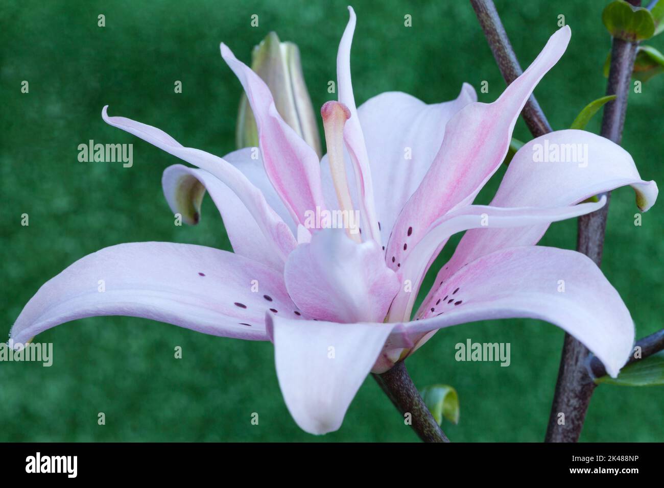 Asiatic Lily "Elodie", Lilium Stock Photo - Alamy
