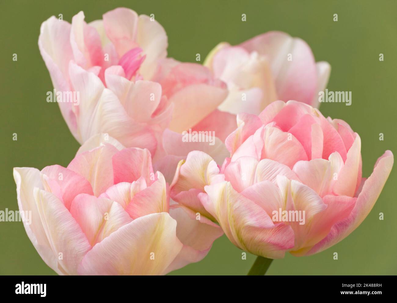 Early spring flowering tulips hi-res stock photography and images - Alamy