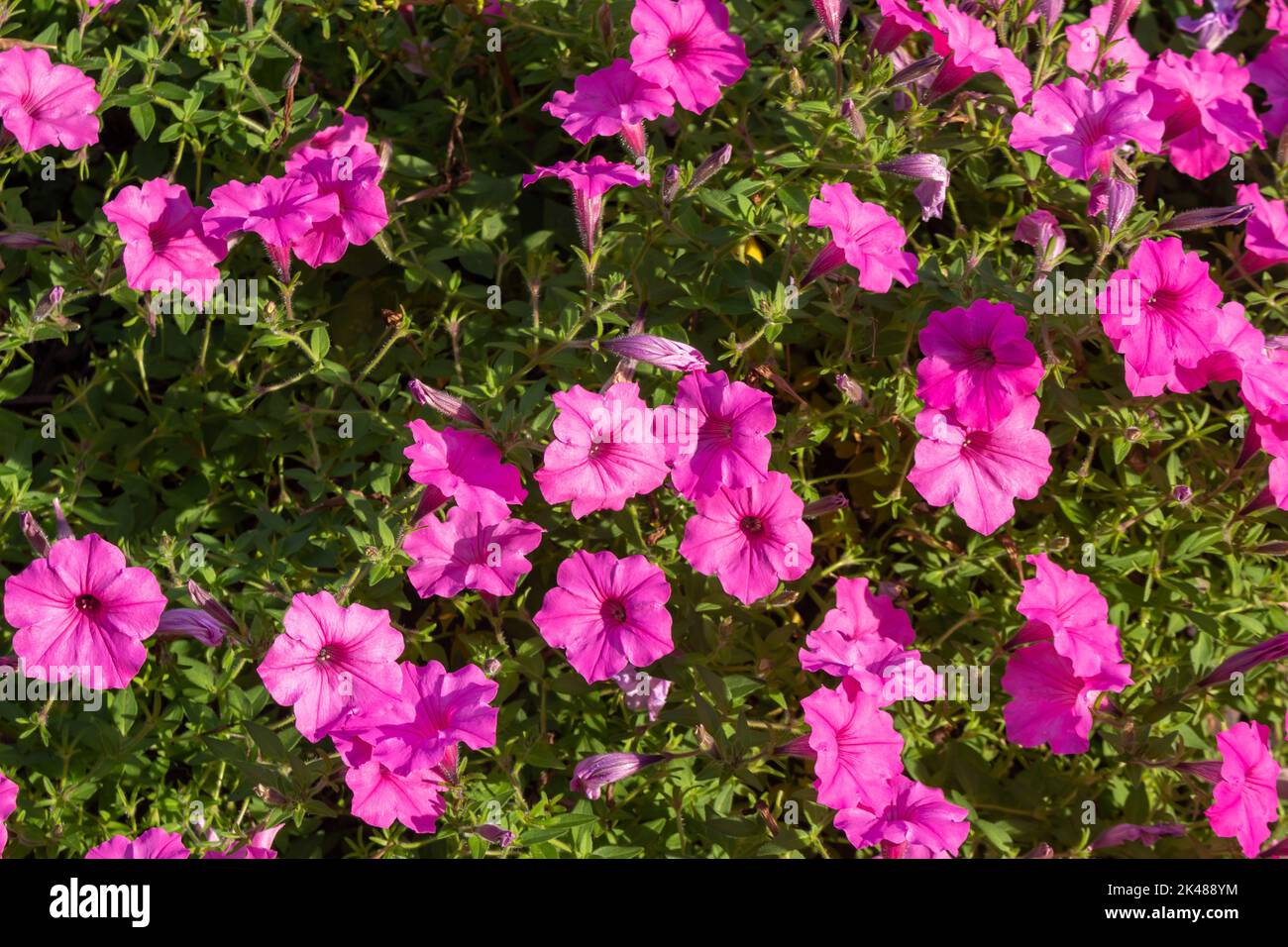 Full frame texture background of pink petunia flower blossoms in a ...