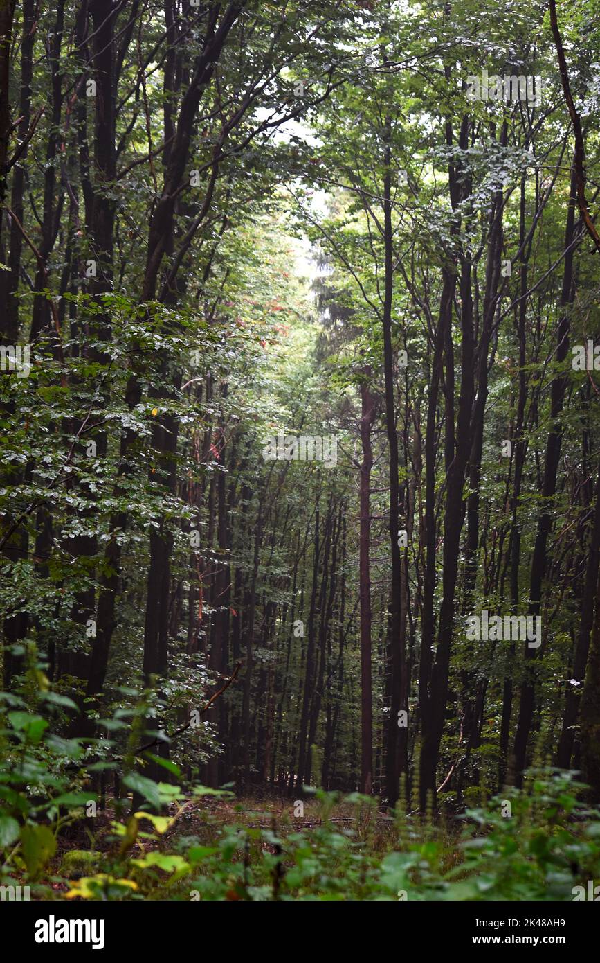 Footpath in a forest, Deciduous forest in Western Europe during wet ...