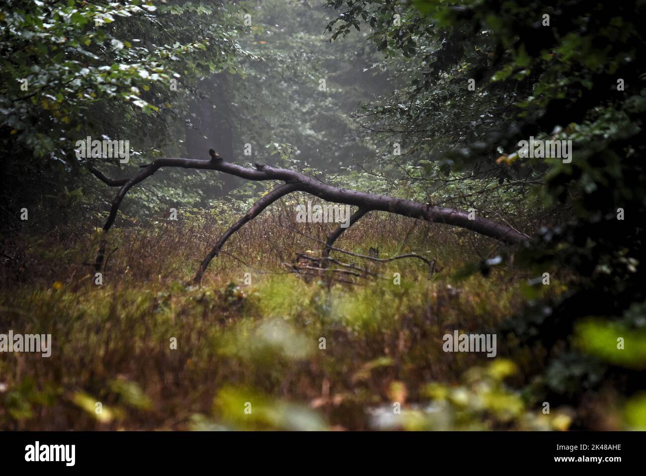 Enchanted tree hi-res stock photography and images - Alamy