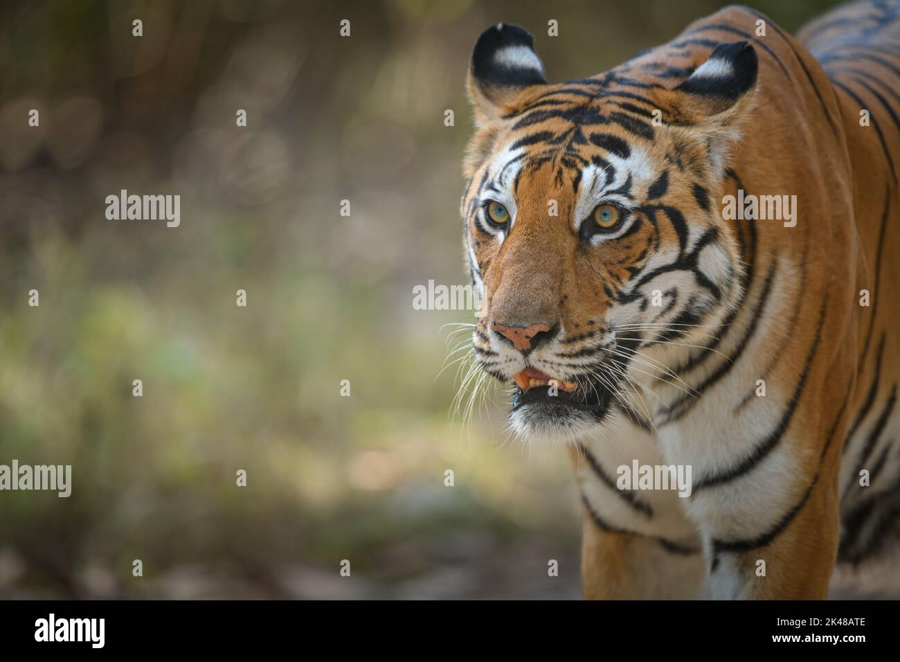Portrait of dominant tigress with a blurred background at Kanha ...