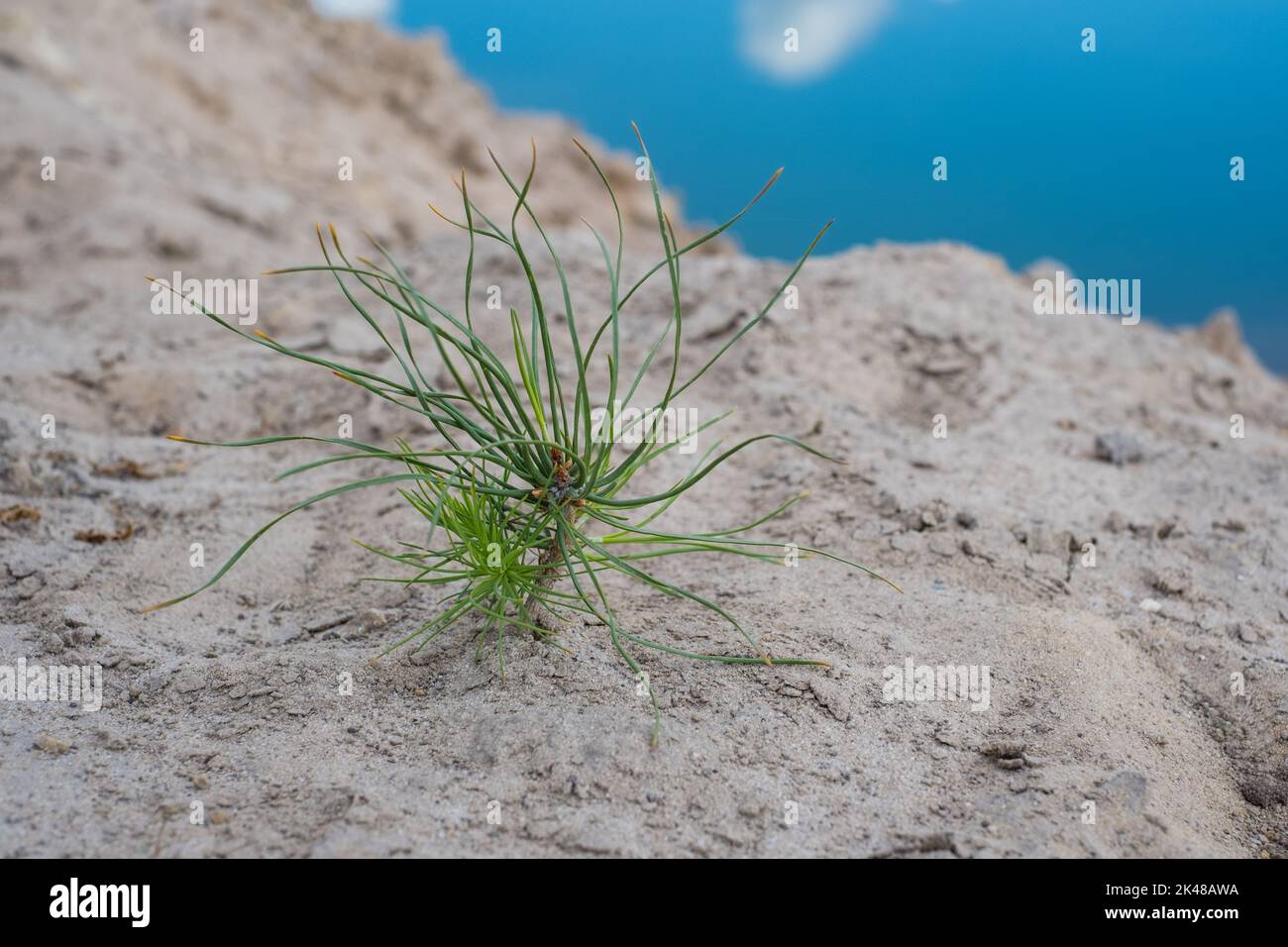 New Pine Sprout Rises Recovery After Massive Crysis Rebirth Of Nature