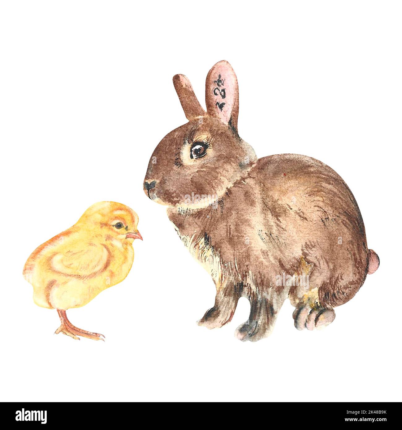 brown cute bunny yellow chick watercolor on isolated white background ...