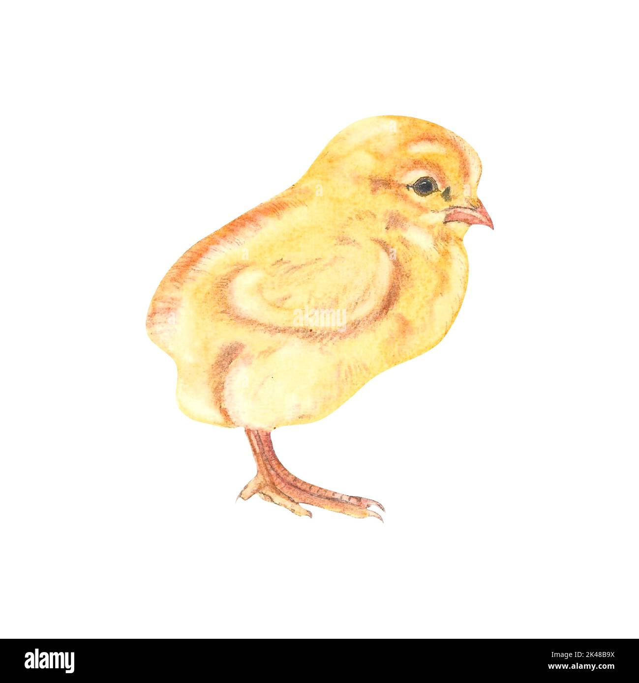 yellow cute chick watercolor on isolated white background, hand drawn ...