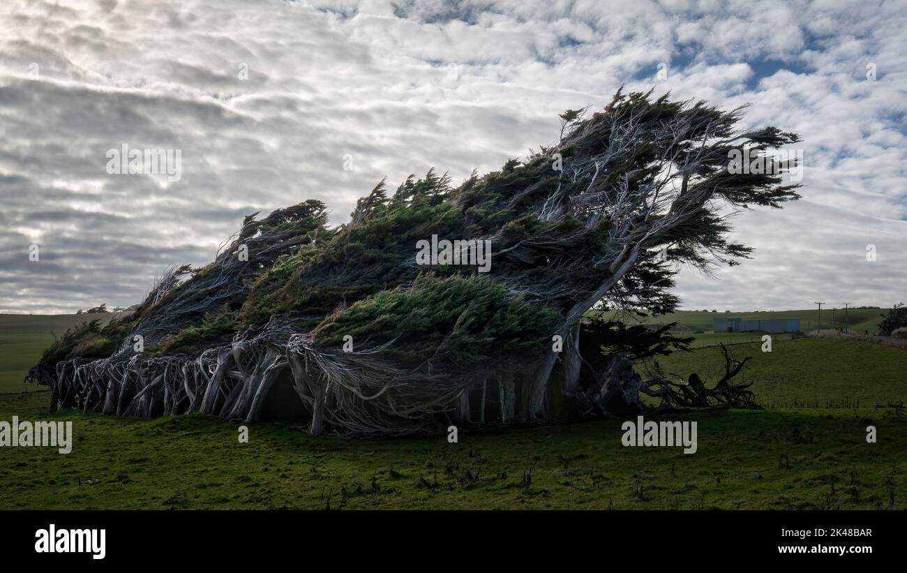 Windswept trees new zealand hi-res stock photography and images - Alamy