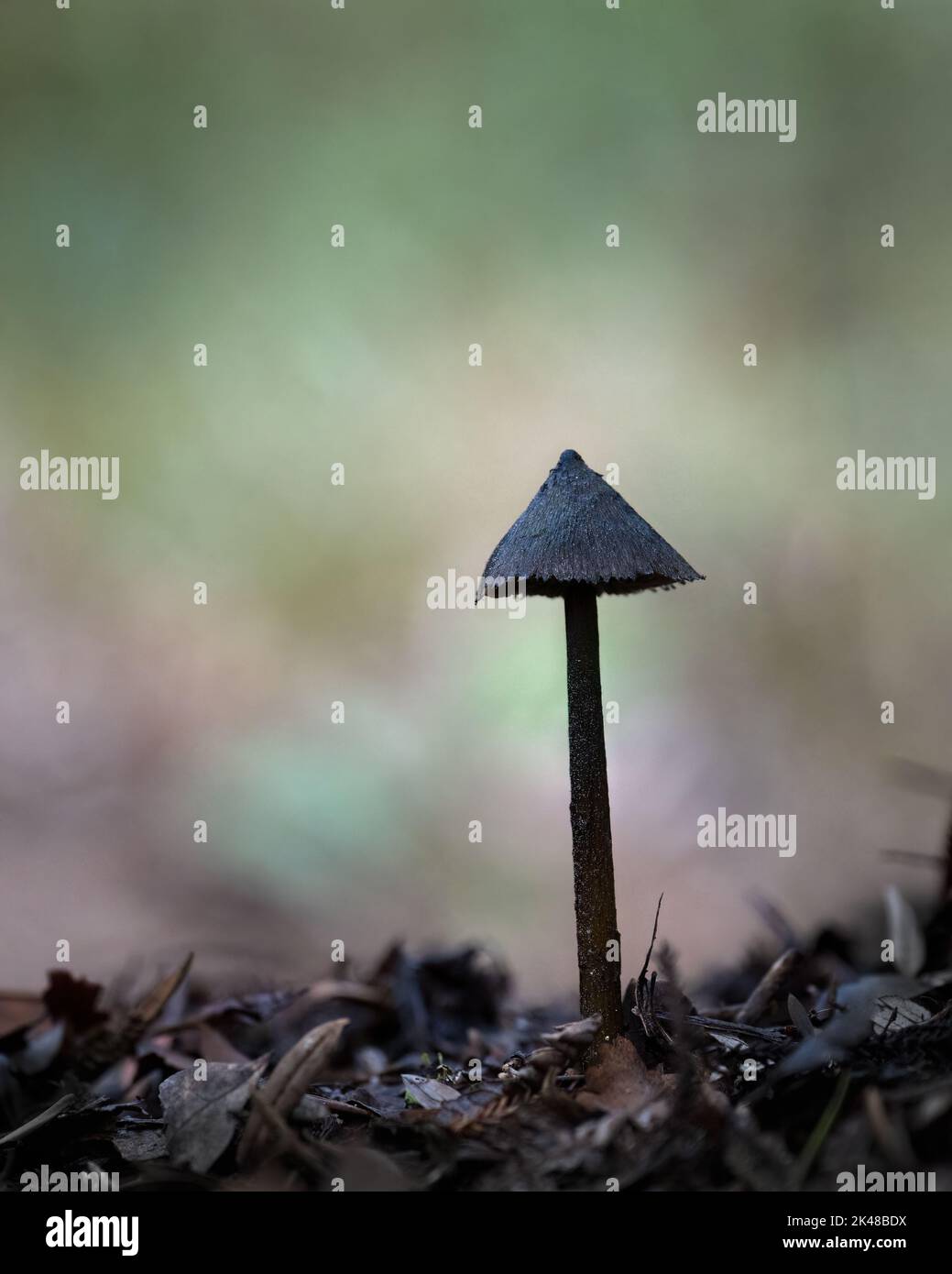 Slender twigs hi-res stock photography and images - Alamy