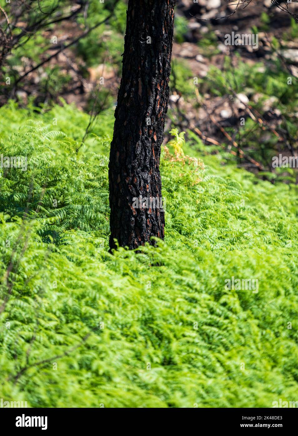 Burnt pine tree trunk with ferns growing Stock Photo - Alamy